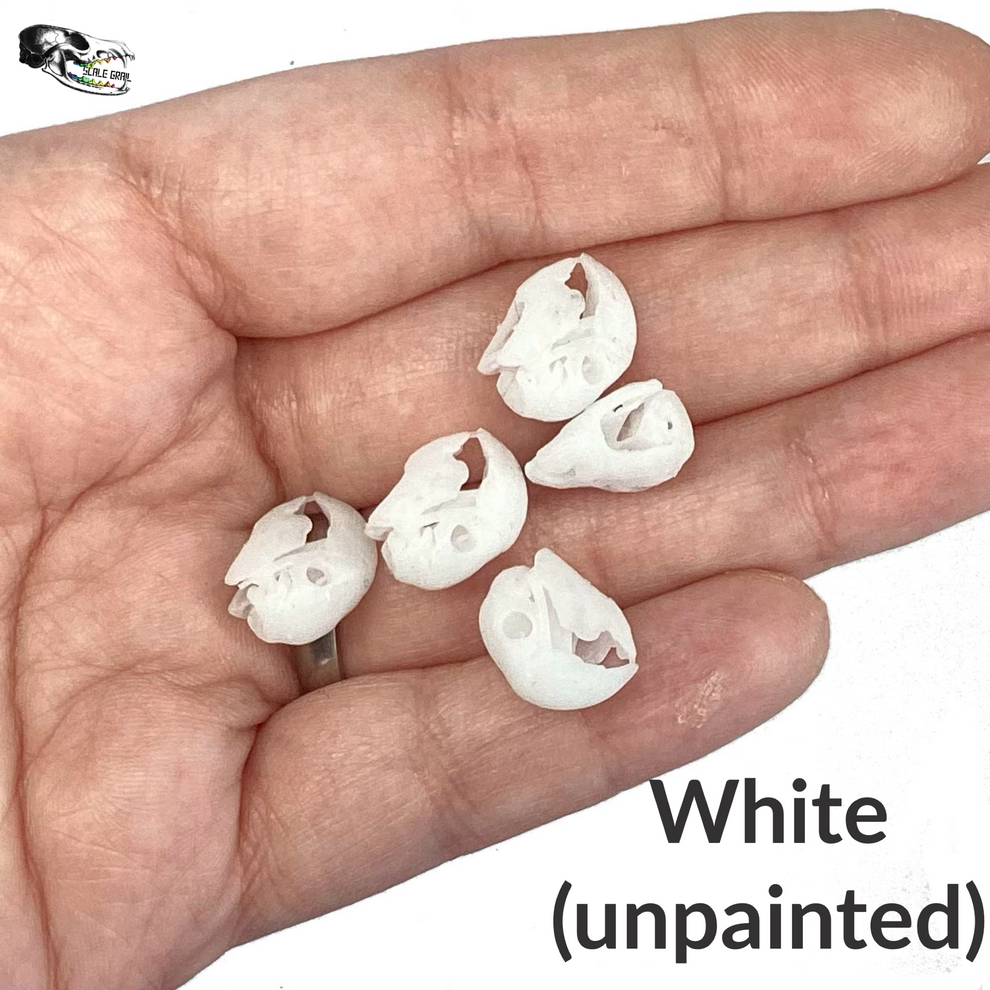 Miniature Parrot Skulls (Scarlet Macaw) - 1:12 Scale dollhouse and dio ...