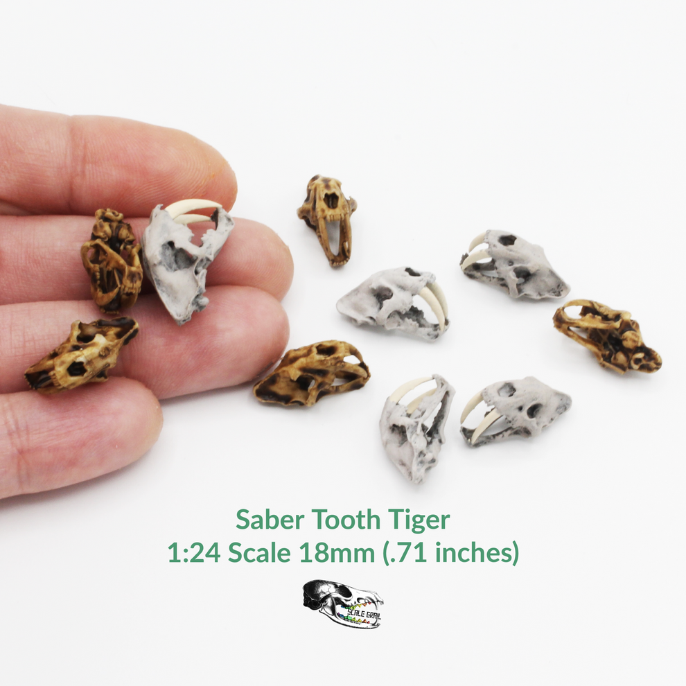 Saber Tooth Tiger Skull - 1:24 scale replica miniatures for dollhouse ...