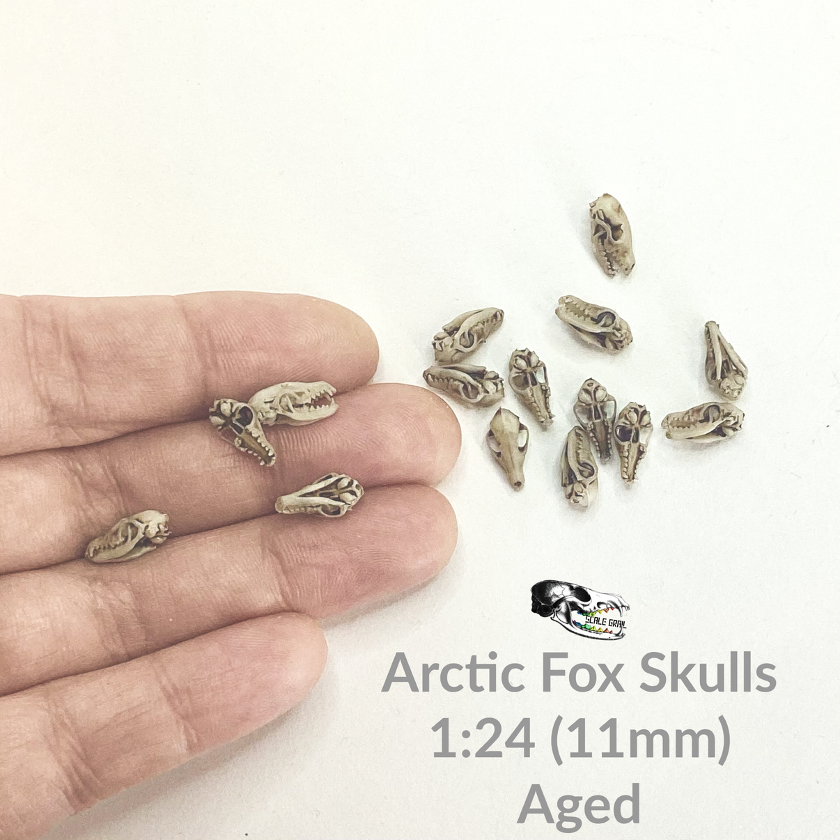 Fox Skulls (arctic fox) (Field Bones #49: Arctic) 1:24 Scale – The ...