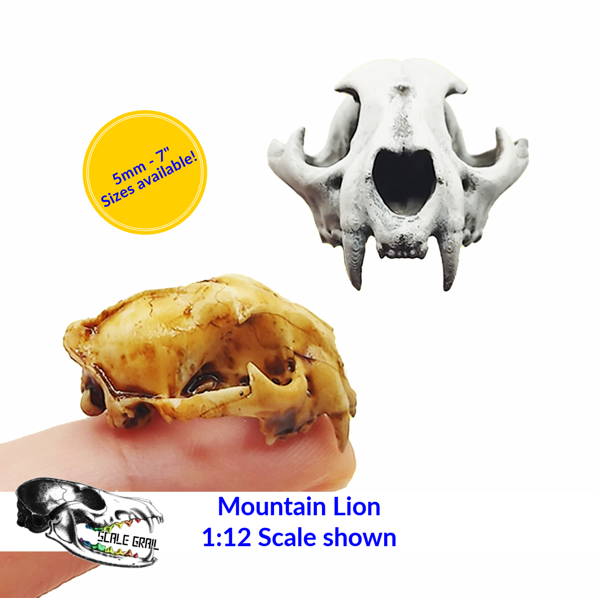 Mountain Lion Skull - Puma concolor Replica 6mm - 7 inches by the Scal ...