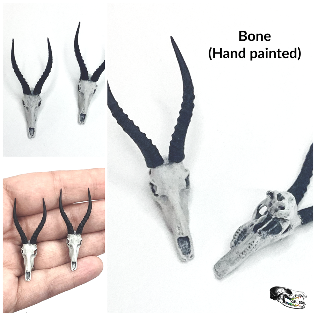 Blesbuck Skull Replica - 1:12 scale (2 skulls) – The Scale Grail